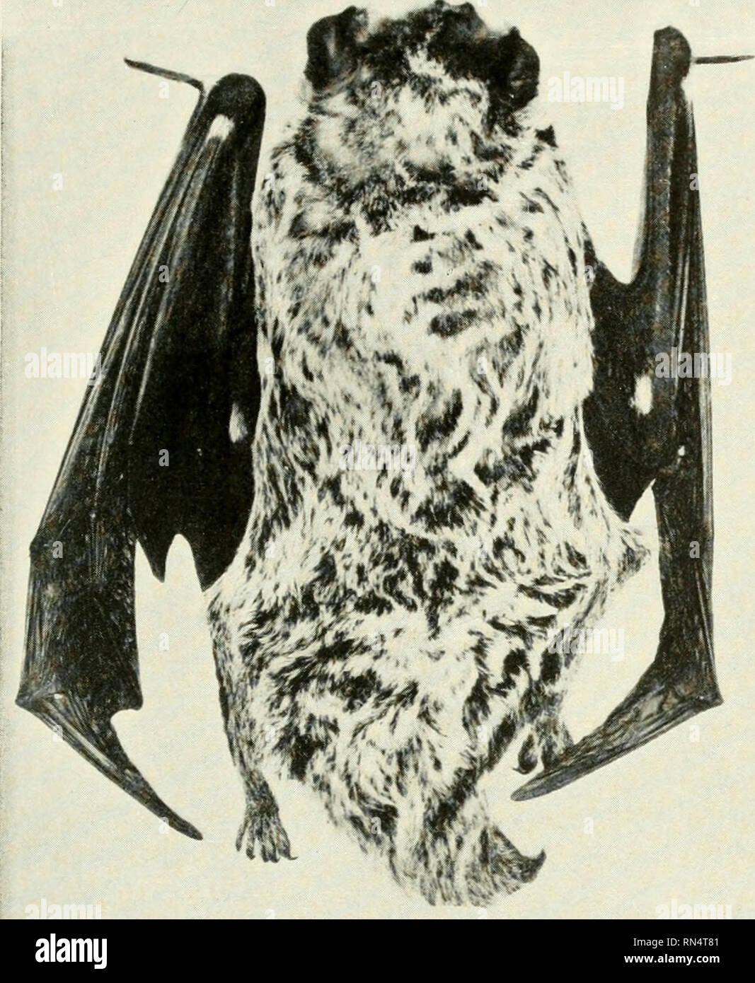 . Das tierische Leben im Yosemite; ein Konto der Säugetiere, Vögel ...