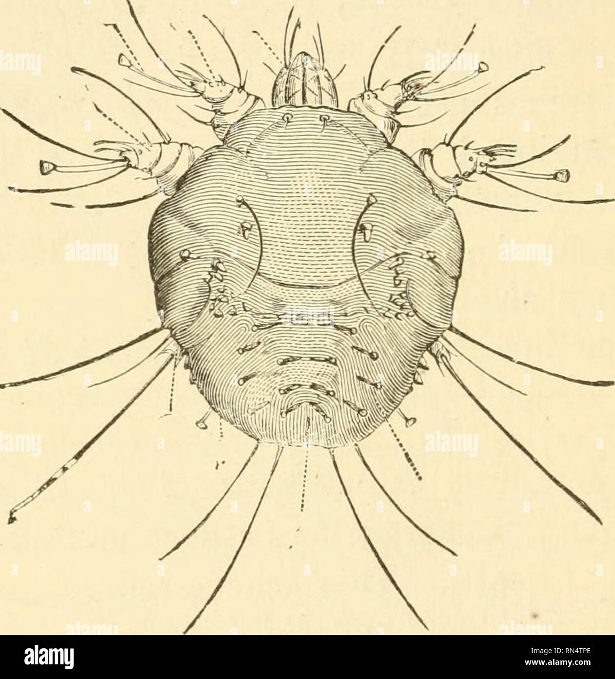 . Tierische Schädlinge und messmates. Parasiten. 132 TIERISCHE ...