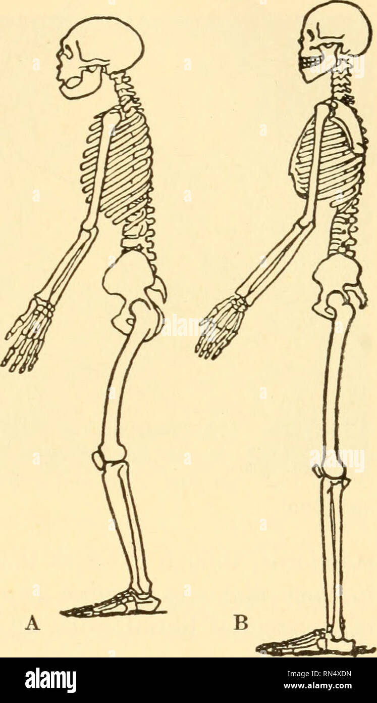 . Biologie der Tiere. Biologie; Zoologie; Physiologie. Der menschliche ...