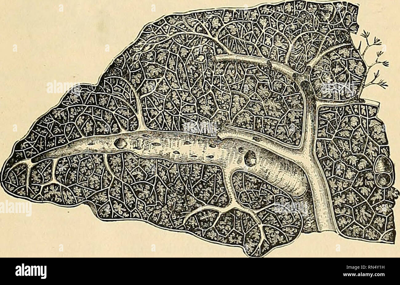 . Anatomie, beschreibende und angewendet werden. Anatomie. Zahlreiche ...