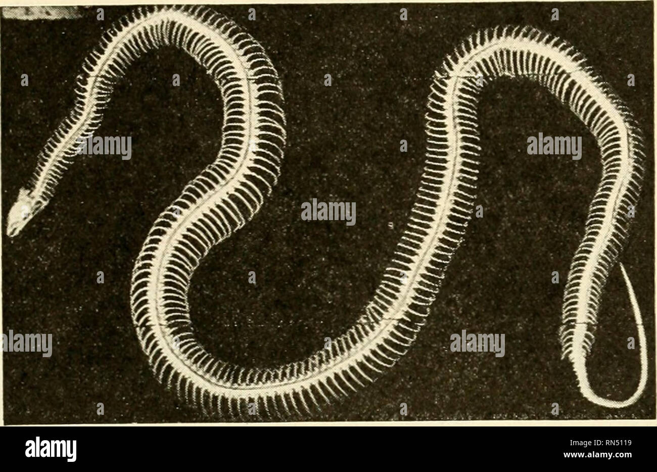 George schlegel -Fotos und -Bildmaterial in hoher Auflösung – Alamy