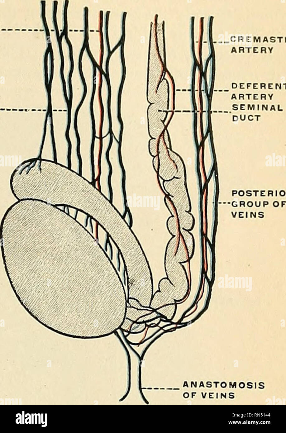 . Anatomie, beschreibende und angewendet werden. Anatomie. Die HODEN ...