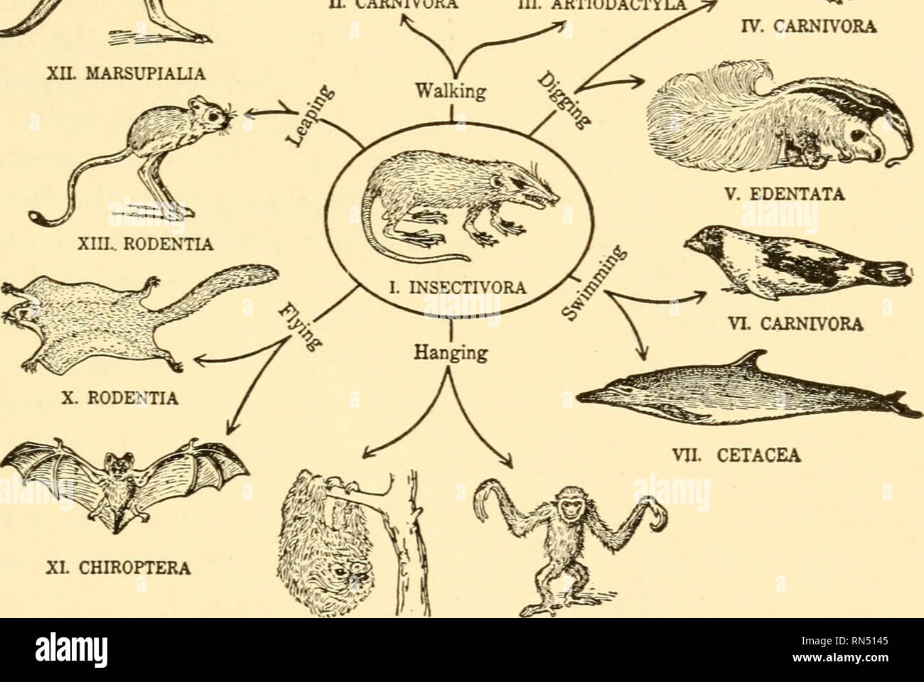 Adaptive radiation -Fotos und -Bildmaterial in hoher Auflösung – Alamy