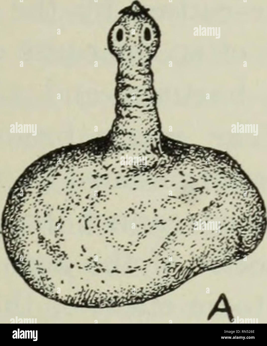 Arten von parasiten -Fotos und -Bildmaterial in hoher Auflösung – Alamy