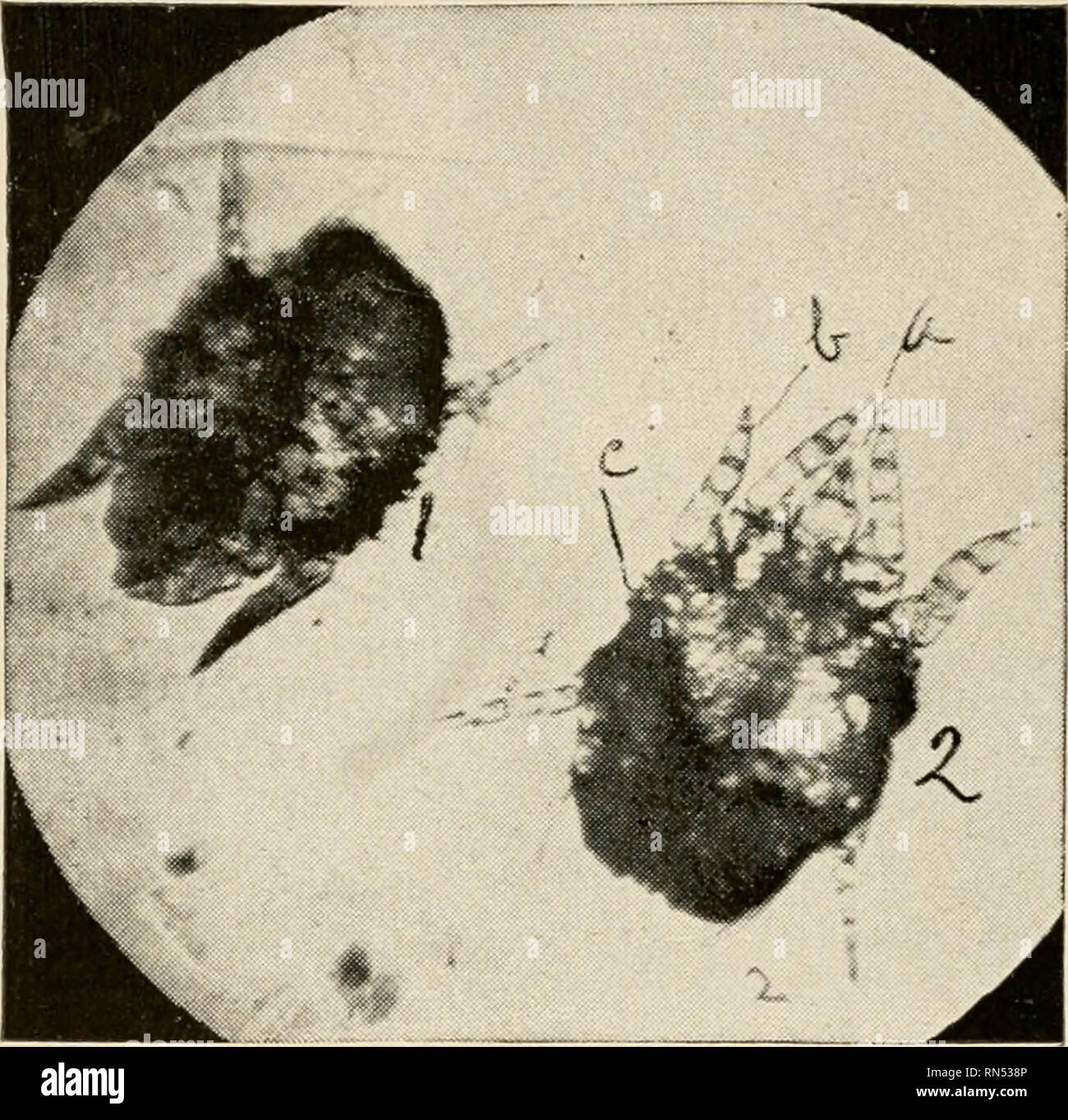 Psoroptes ovis -Fotos und -Bildmaterial in hoher Auflösung – Alamy