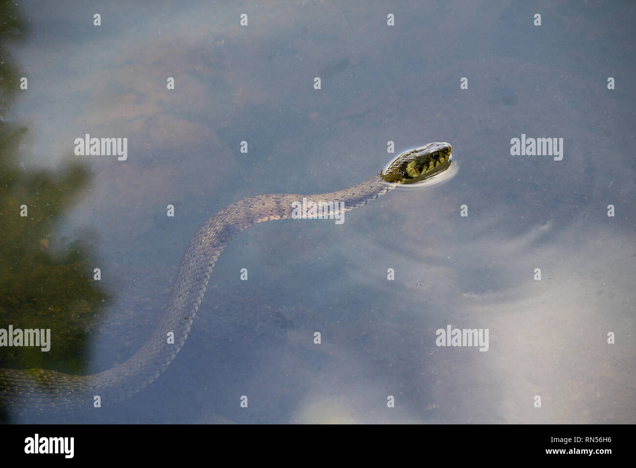 Ringelnatter, Natrix natrix Schwimmen im Teich Stockfotografie - Alamy