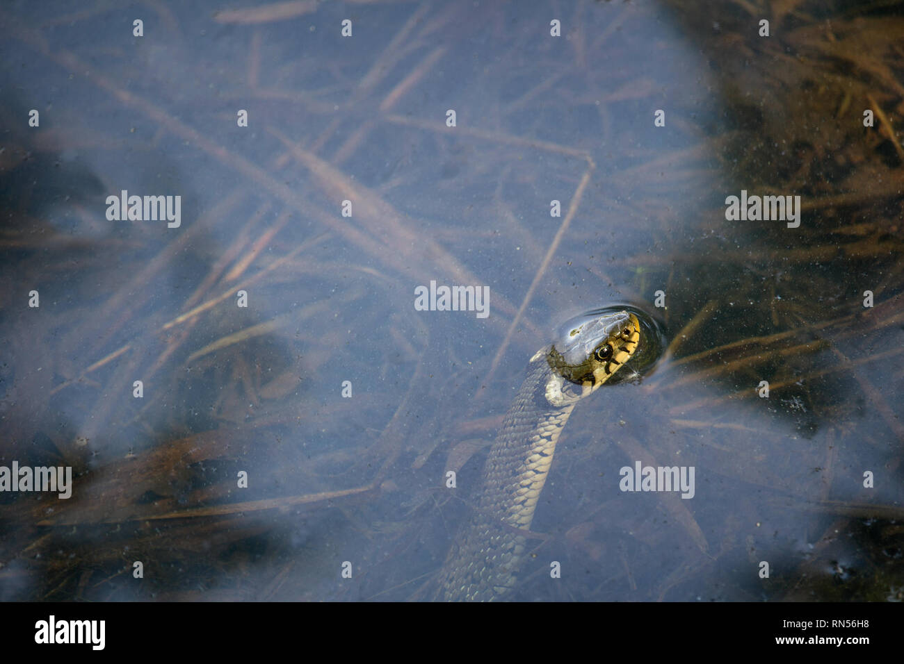 Schlange unter wasser -Fotos und -Bildmaterial in hoher Auflösung – Alamy