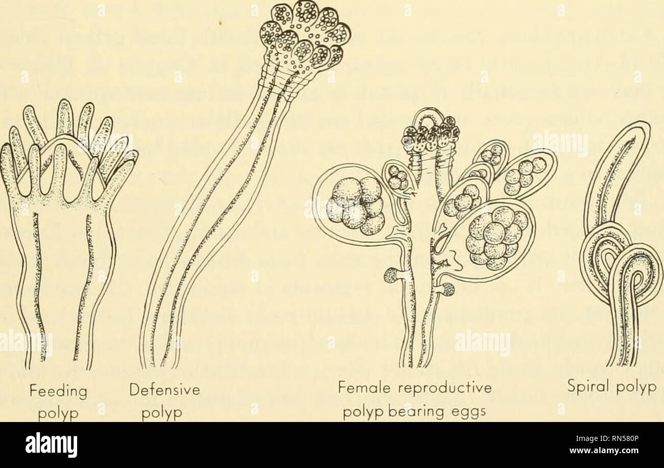 Obelia medusa -Fotos und -Bildmaterial in hoher Auflösung – Alamy