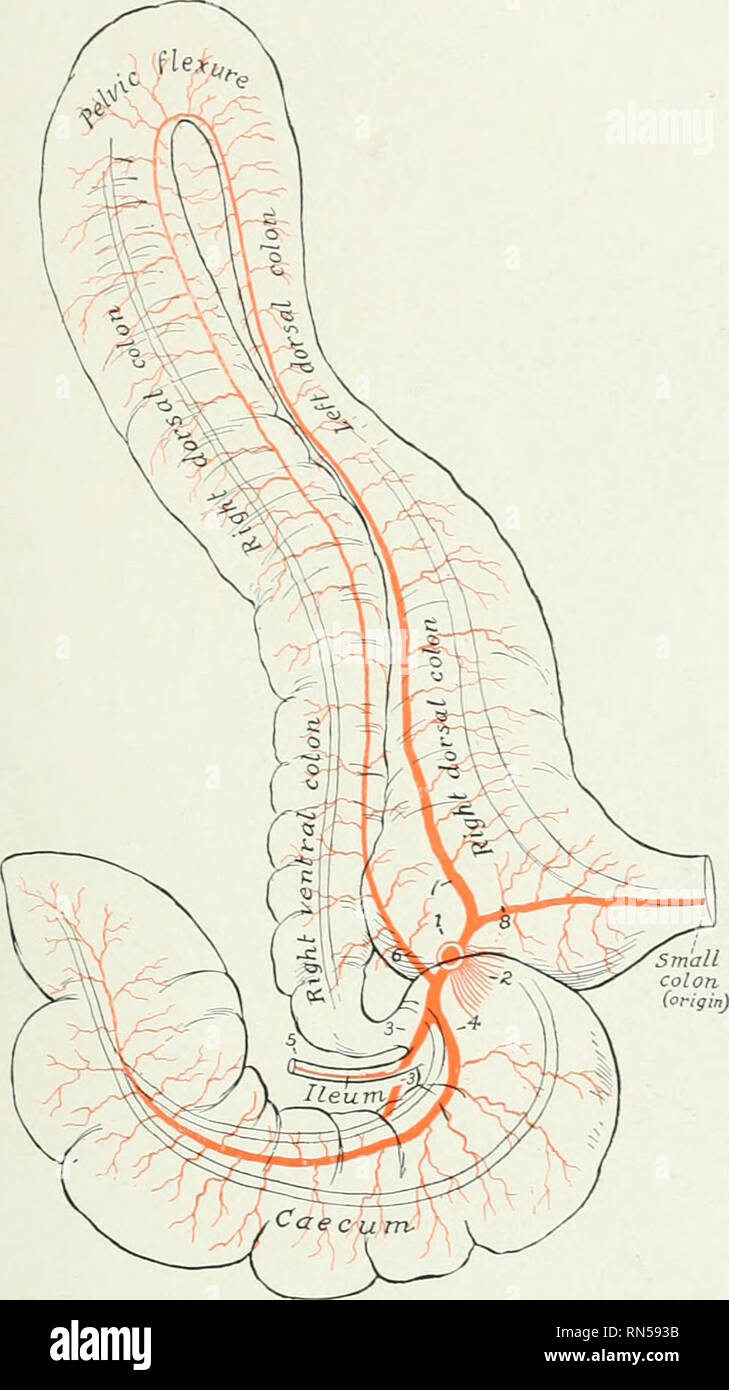 Gastro epiploische arterien -Fotos und -Bildmaterial in hoher Auflösung ...