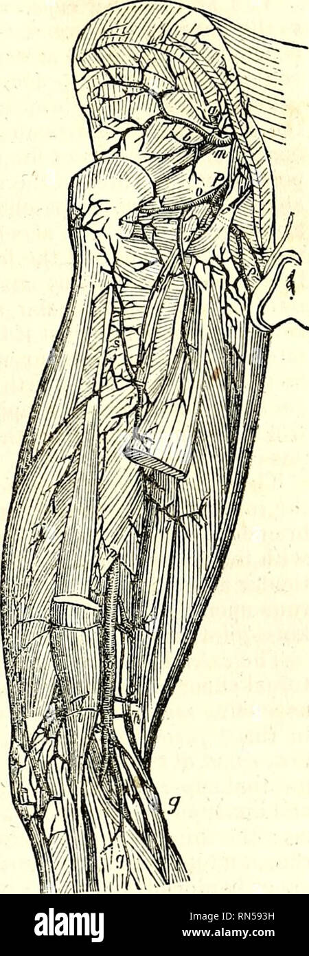 . Die Anatomie des menschlichen Körpers. Die menschliche Anatomie; Anatomie. Der kniebeuge ...