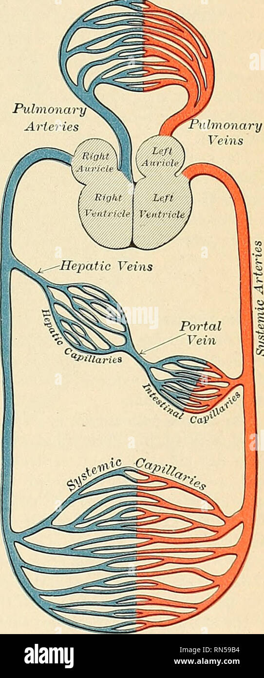 . Anatomie, beschreibende und angewendet werden. Anatomie. Die ...
