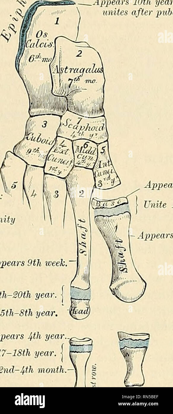 . Anatomie, beschreibende und angewendet werden. Anatomie. Der Fuß 253 ...