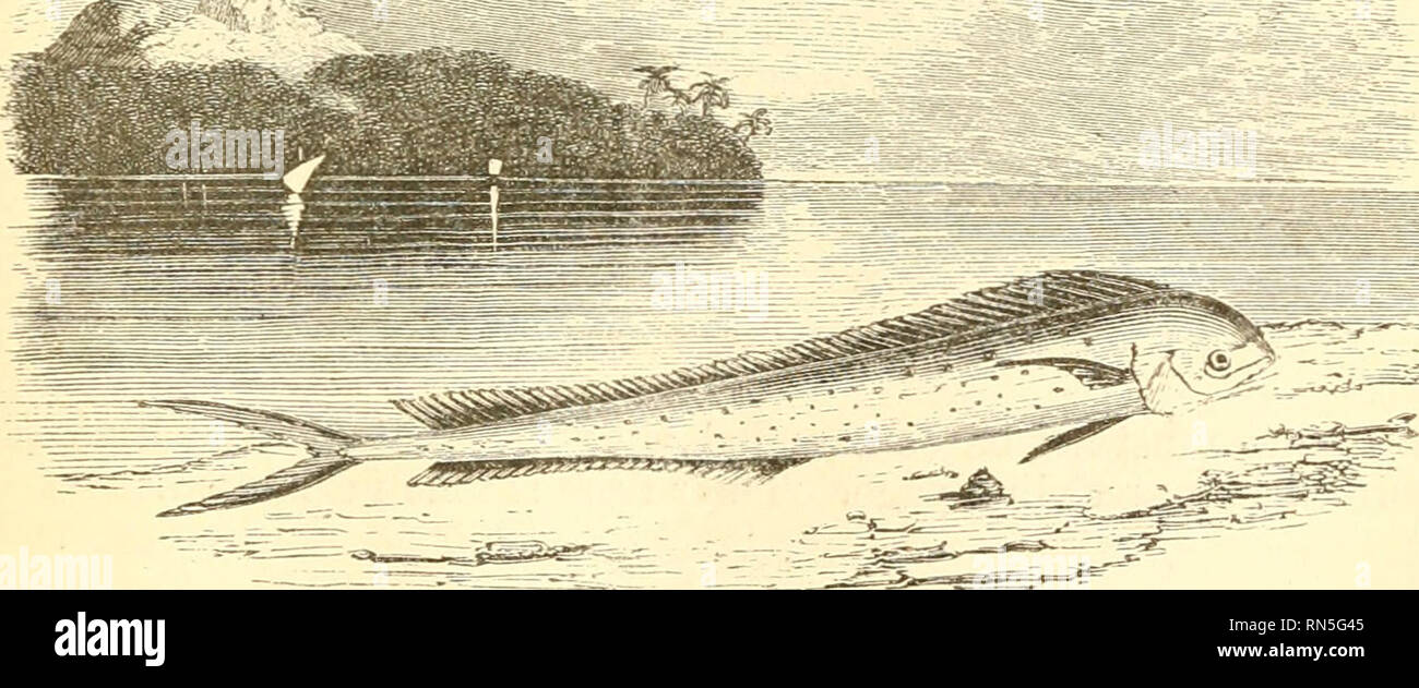 Yellow pilot fish -Fotos und -Bildmaterial in hoher Auflösung – Alamy