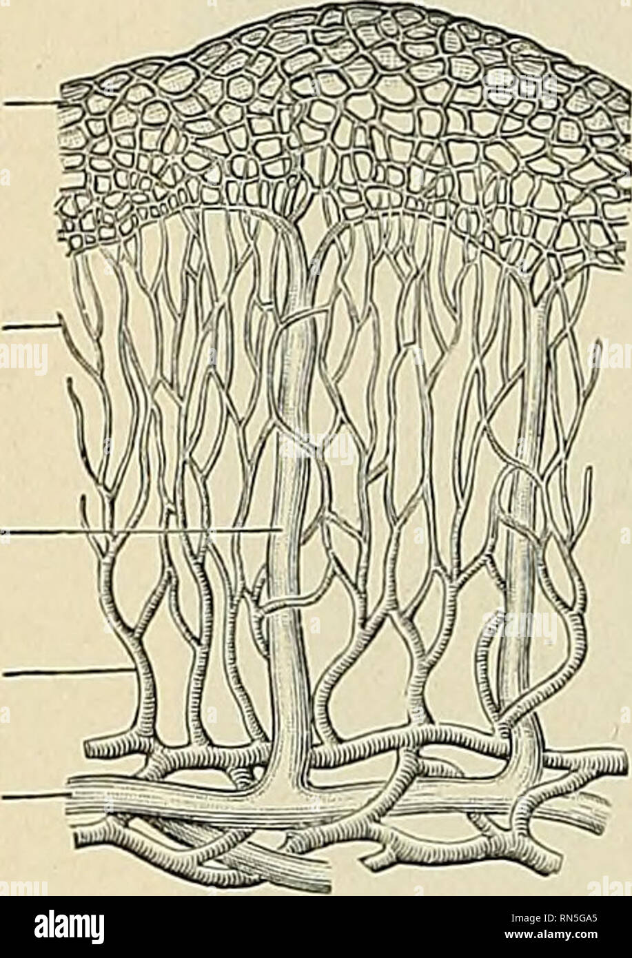 . Anatomie, beschreibende und angewendet werden. Anatomie. 1278 DIE ...