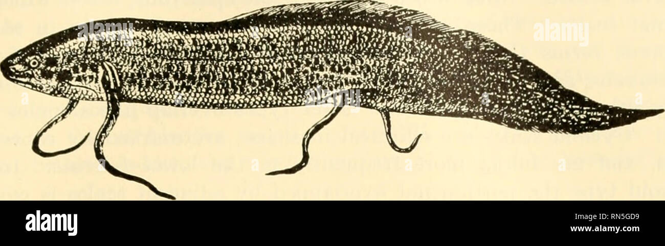 . Biologie der Tiere. Zoologie; Biologie. Klasse Fische 347 373. Körper ...