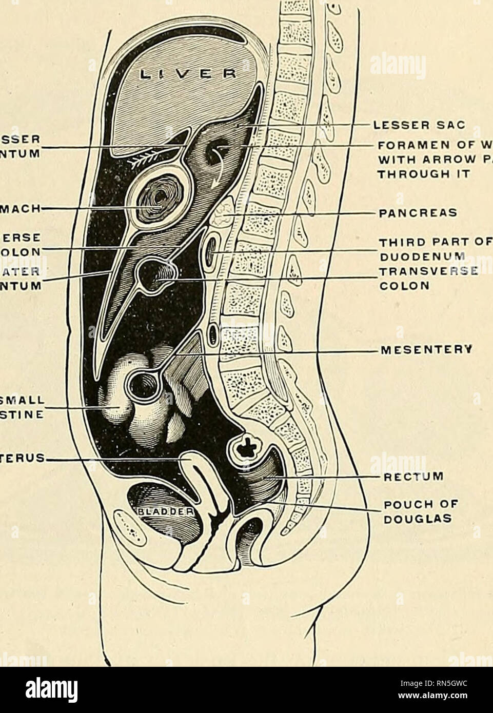 . Anatomie, beschreibende und angewendet werden. Anatomie. Das ...