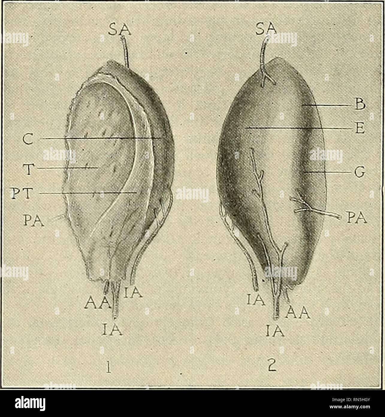 . Anatomie, beschreibende und angewendet werden. Anatomie. Abb. 962 ...