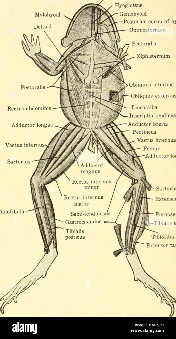 . Biologie der Tiere. Biologie; Zoologie; Physiologie. 136 Biologie der ...