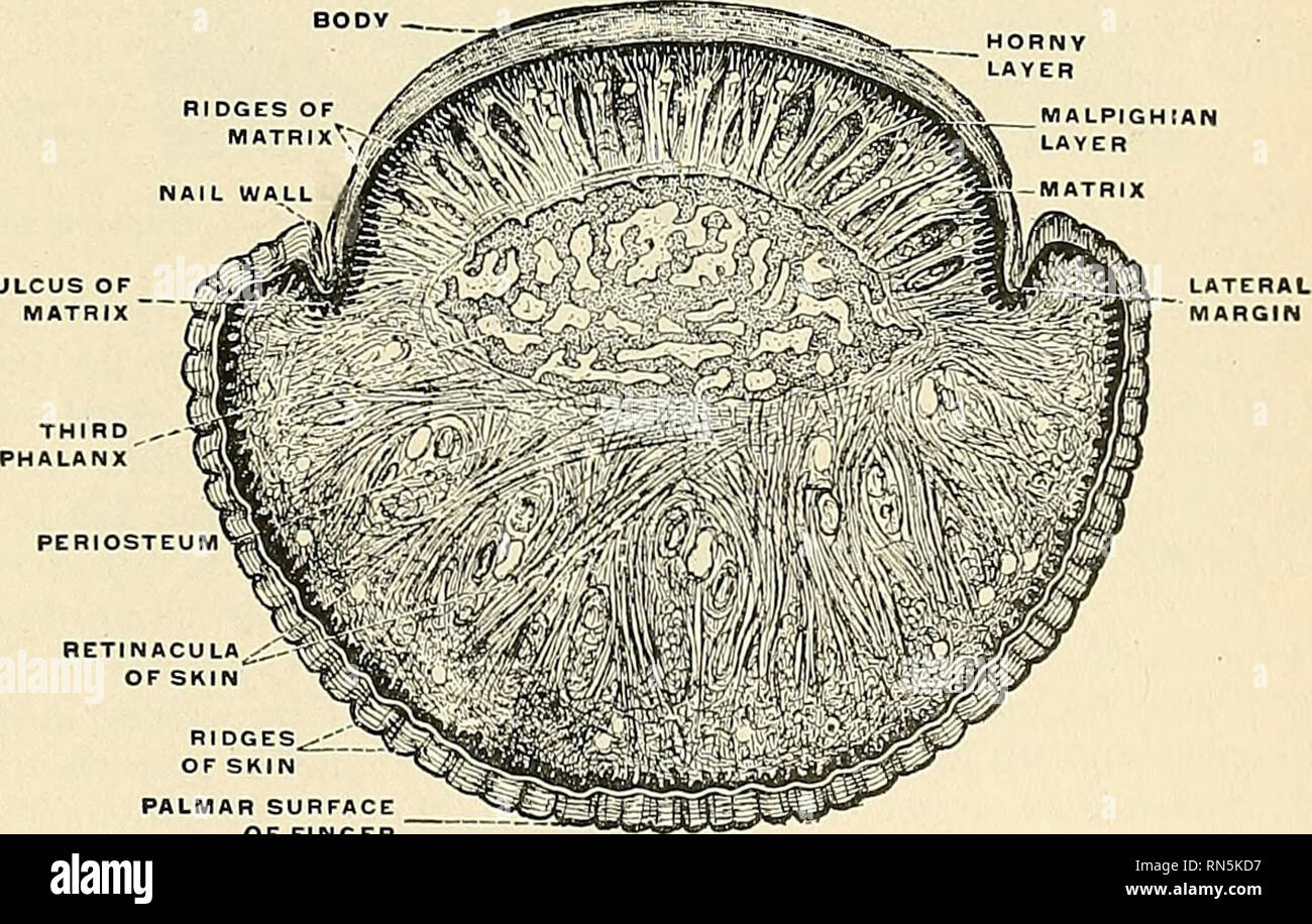 Matrix unguis -Fotos und -Bildmaterial in hoher Auflösung – Alamy
