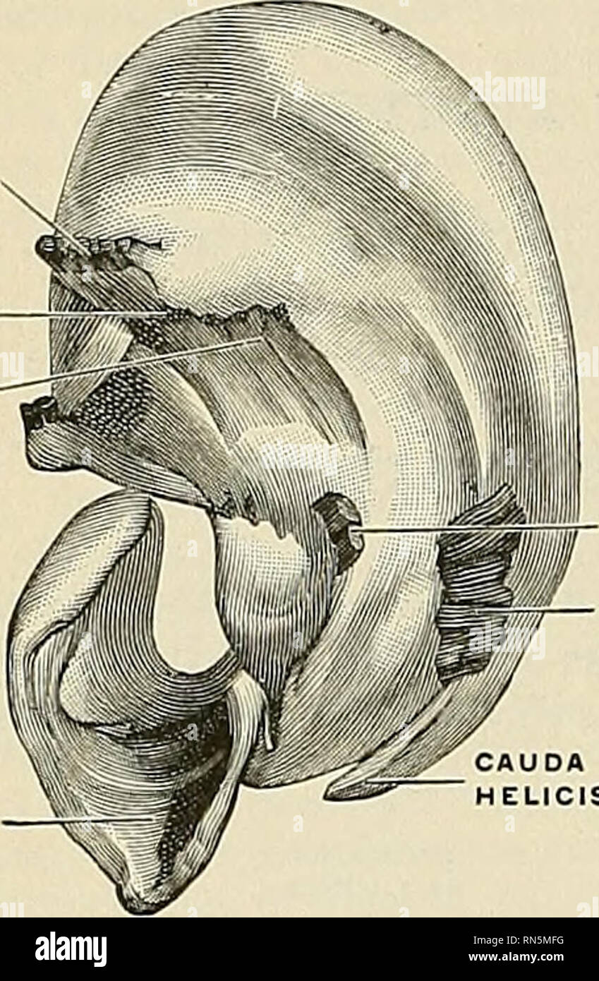 . Anatomie, beschreibende und angewendet werden. Anatomie. 1120 Die ...