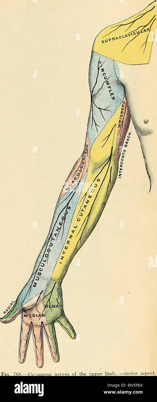 . Anatomie, beschreibende und angewendet werden. Anatomie. Die Plexus ...