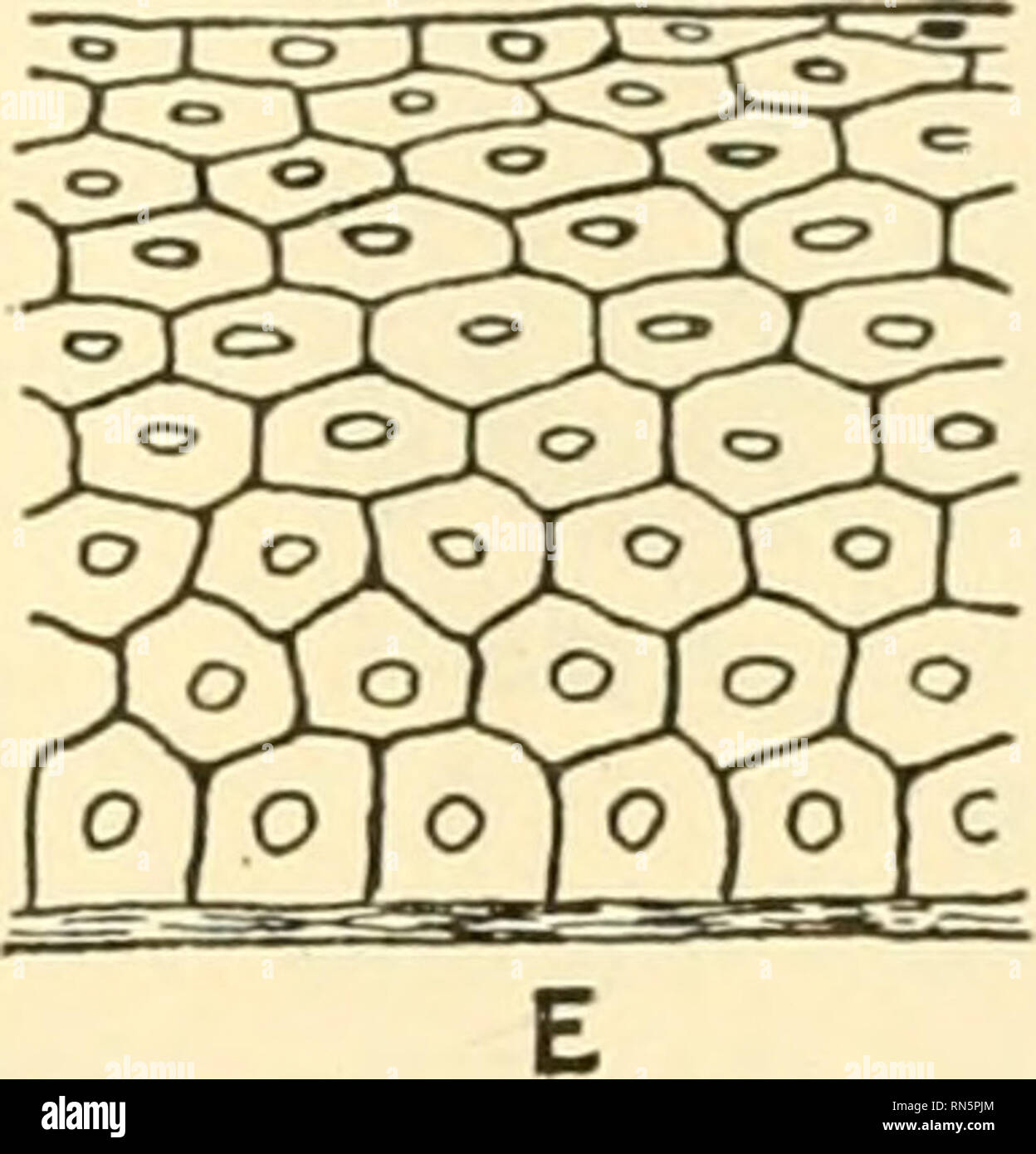 . Biologie der Tiere. Zoologie; Biologie. Basalmembran Abb. 35 ...