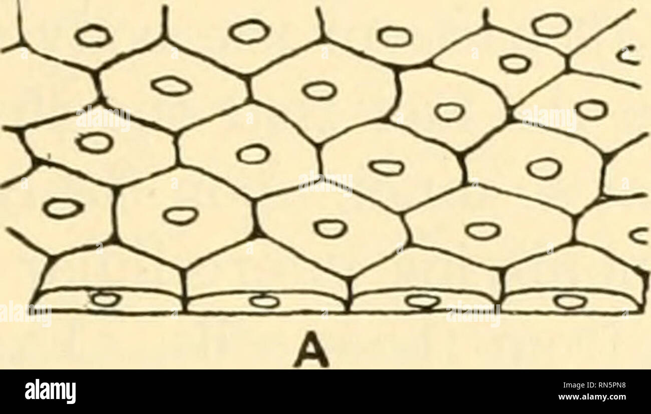 . Biologie der Tiere. Zoologie; Biologie. Gewebe 97 Alle Epithelien ...