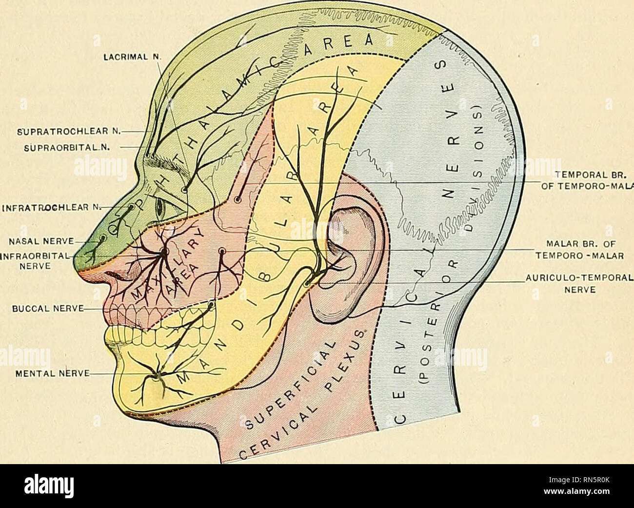 Infraorbitale foramen -Fotos und -Bildmaterial in hoher Auflösung – Alamy