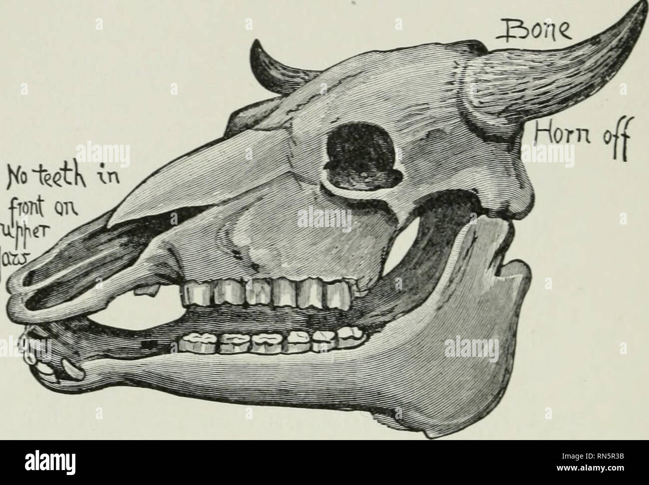 Cow showing teeth -Fotos und -Bildmaterial in hoher Auflösung – Alamy