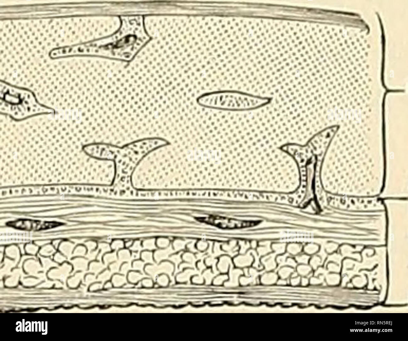 Glattes endothel -Fotos und -Bildmaterial in hoher Auflösung – Alamy