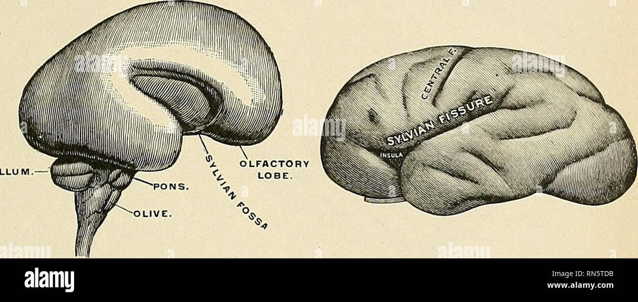 . Anatomie, beschreibende und angewendet werden. Anatomie. Die ...