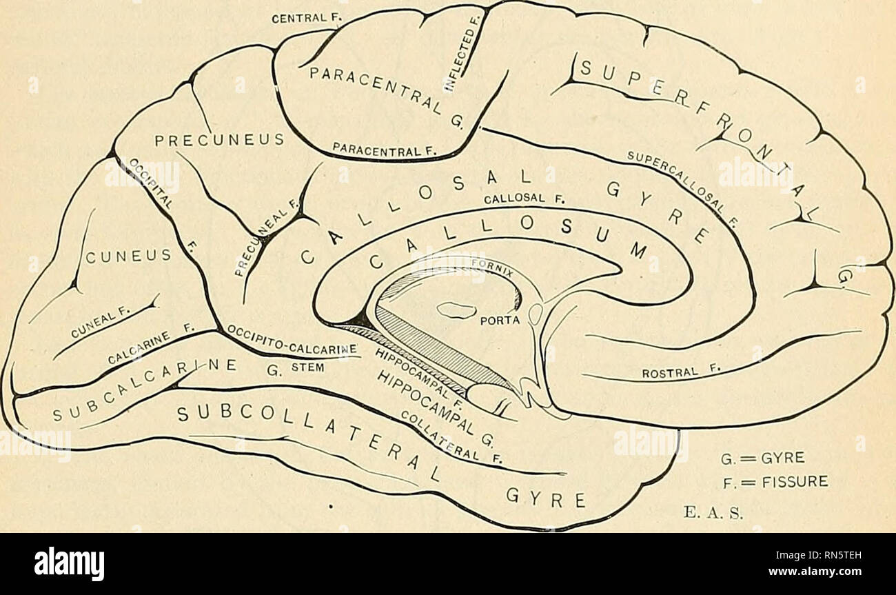 Cerebral cortex areas -Fotos und -Bildmaterial in hoher Auflösung – Alamy
