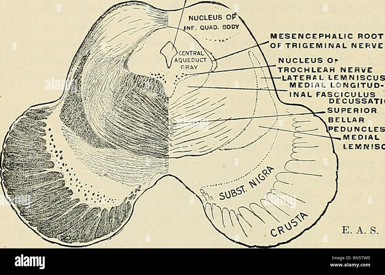 . Anatomie, beschreibende und angewendet werden. Anatomie. 896 DAS ...
