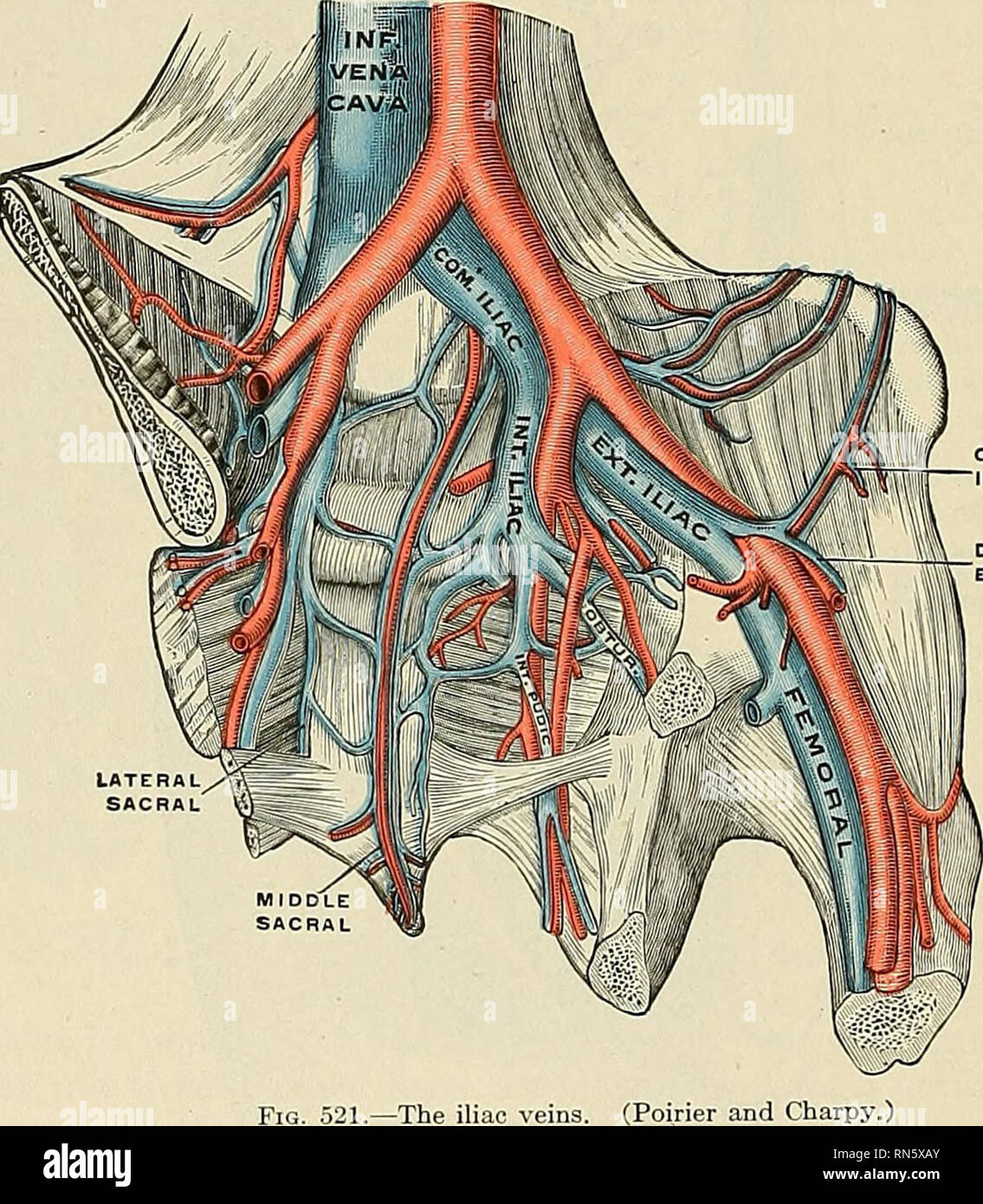 . Anatomie, beschreibende und angewendet werden. Anatomie. 744 Das ...