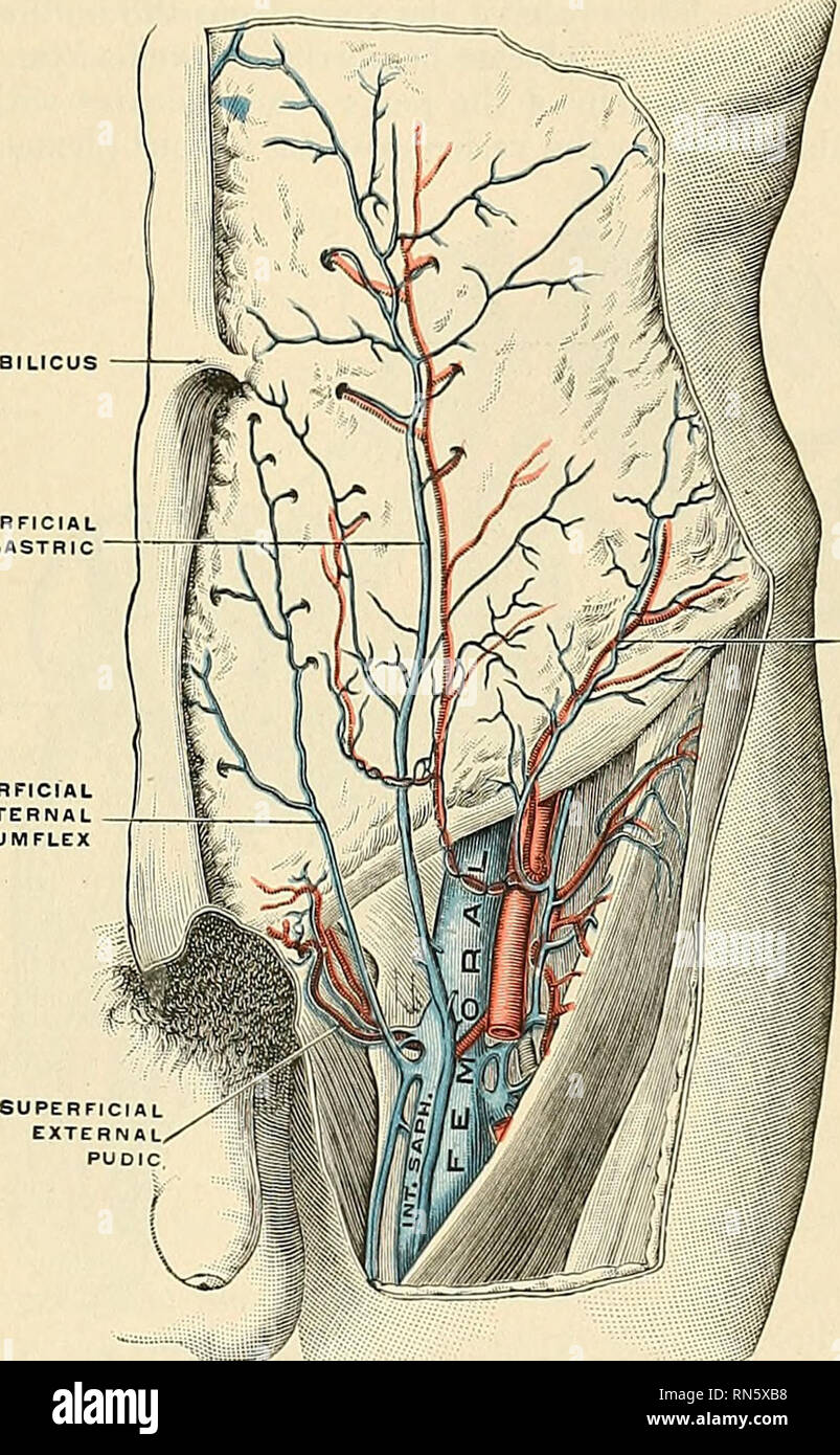 Vena iliaca interna -Fotos und -Bildmaterial in hoher Auflösung – Alamy