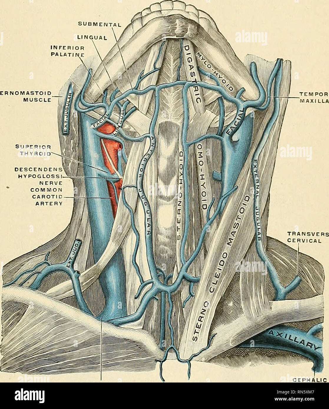 . Anatomie, beschreibende und angewendet werden. Anatomie. Die Adern ...