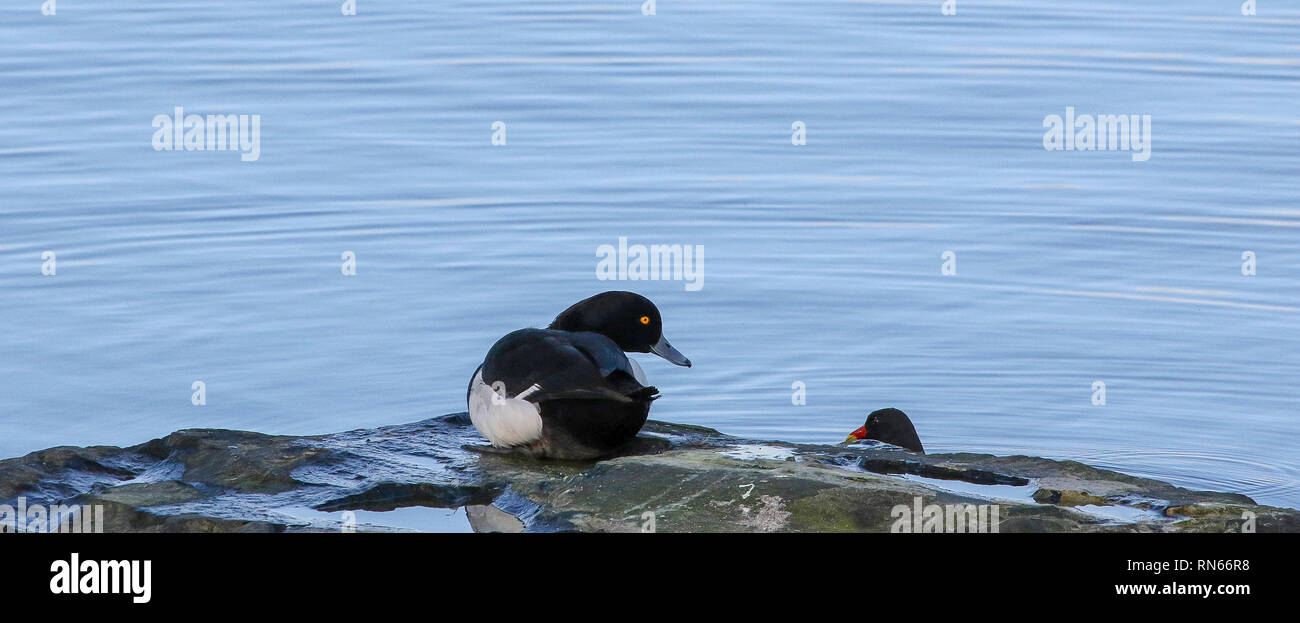 Aythya fuligula auf felsen -Fotos und -Bildmaterial in hoher Auflösung ...
