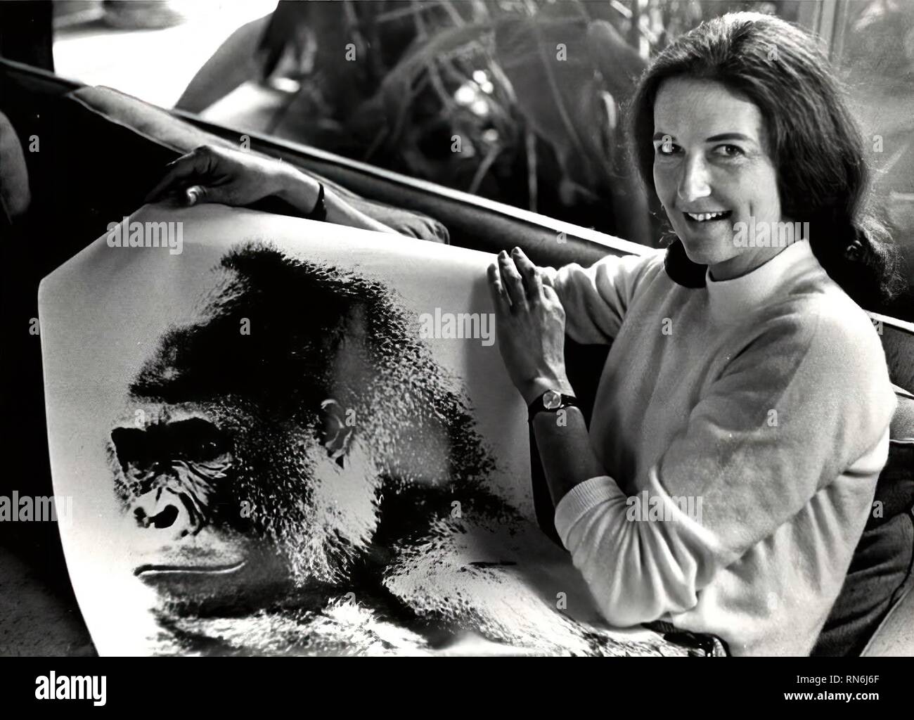 Dian fossey -Fotos und -Bildmaterial in hoher Auflösung – Alamy