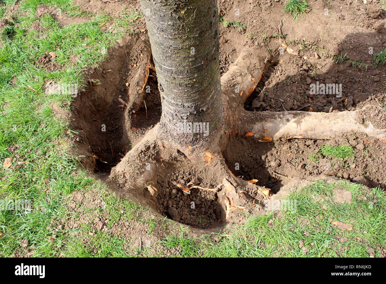Ausgegrabene baumwurzeln -Fotos und -Bildmaterial in hoher Auflösung ...