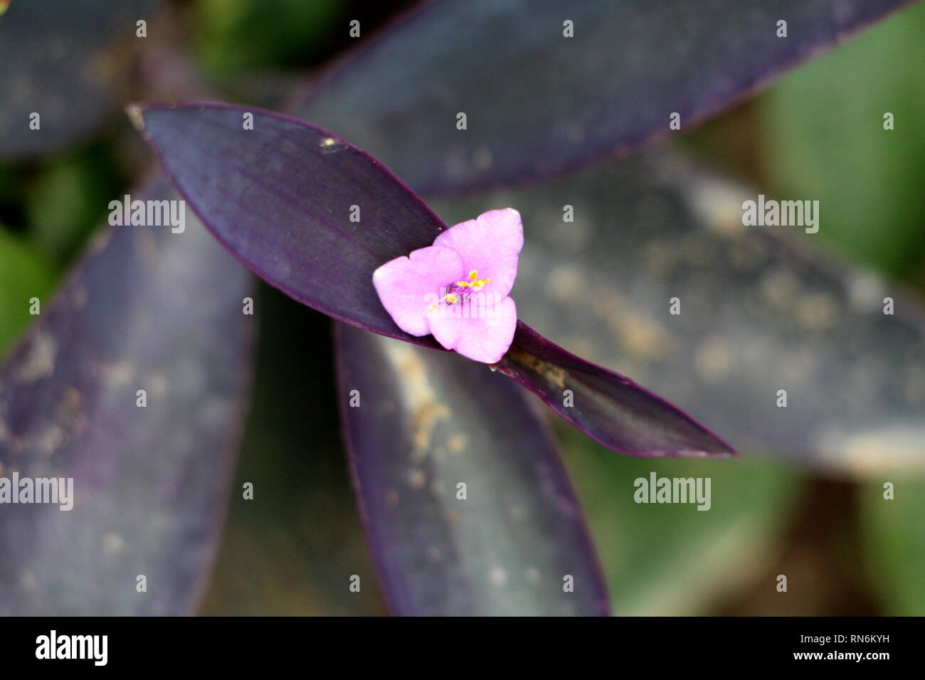 Purple Heart oder Tradescantia Githago oder wandernde Jude oder Jüdin ...