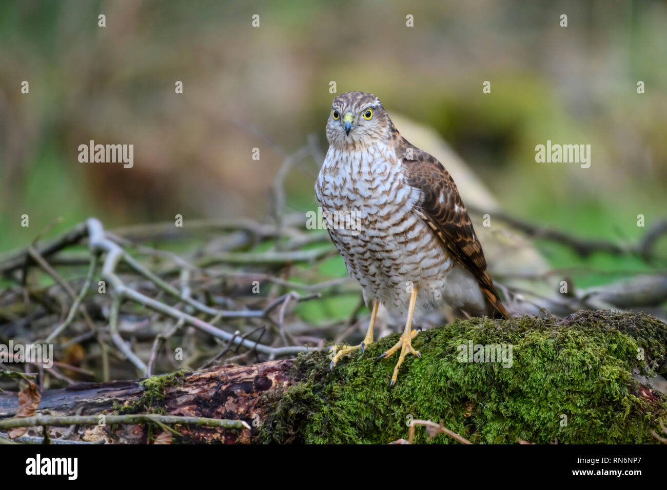 Junger sperber -Fotos und -Bildmaterial in hoher Auflösung – Alamy