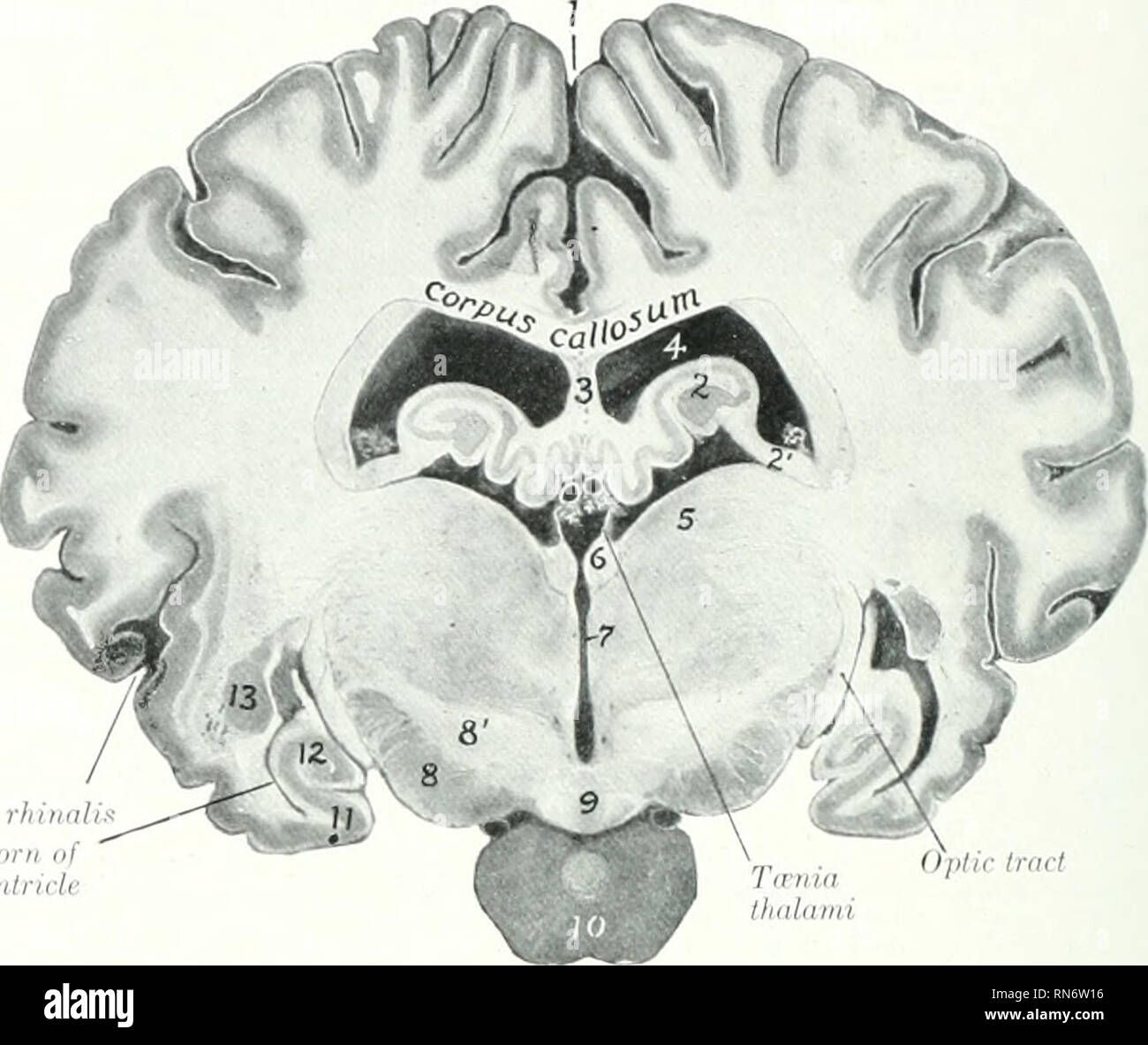 . Die Anatomie der Haustiere. Veterinär Anatomie. 782 NERVENSYSTEM DES ...