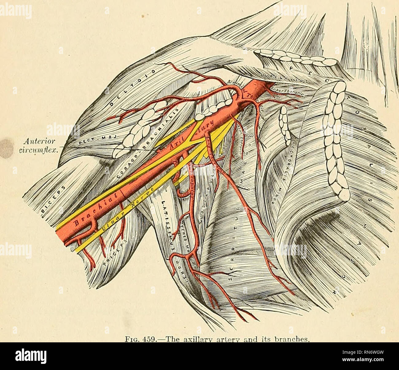 . Anatomie, beschreibende und angewendet werden. Anatomie. Die A ...