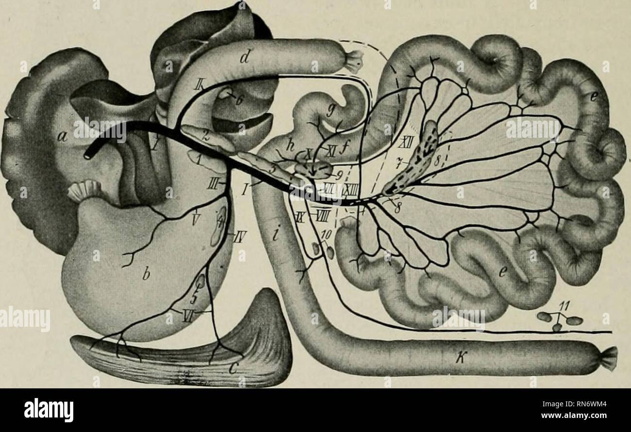 . Die Anatomie der Haustiere. Veterinär Anatomie. 758 KREISLAUF OP DER ...