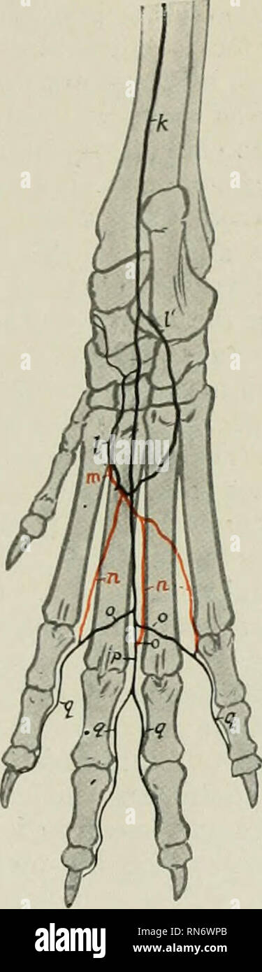 . Die Anatomie der Haustiere. Veterinär Anatomie. Abb. 622.- Arterien ...