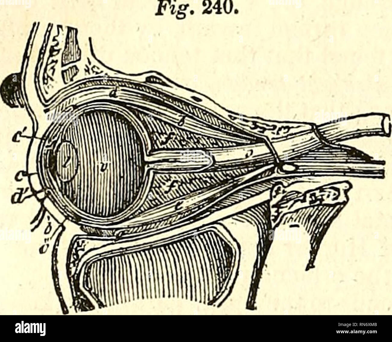 . Die Anatomie des menschlichen Körpers. Die menschliche Anatomie ...