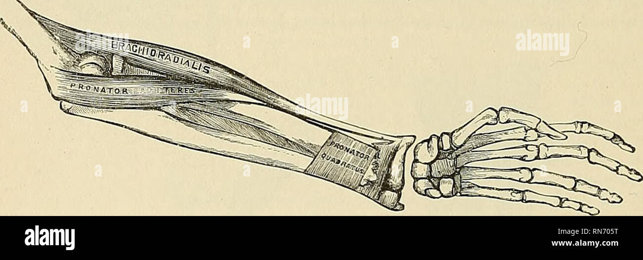 . Anatomie, beschreibende und angewendet werden. Anatomie. Abb. 374 ...