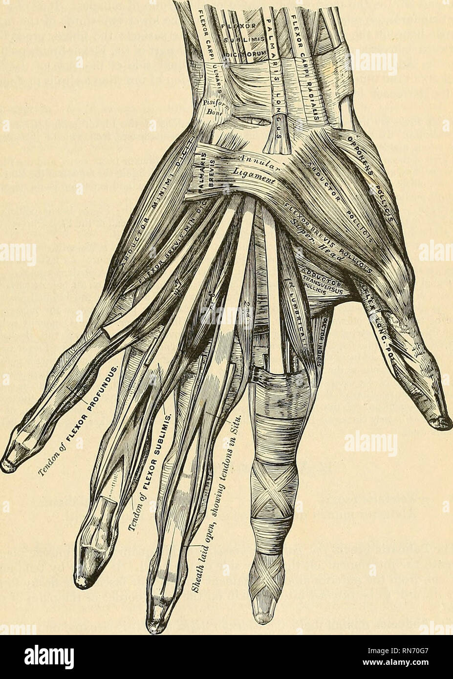 Anatomie der hand sehnenscheide -Fotos und -Bildmaterial in hoher ...