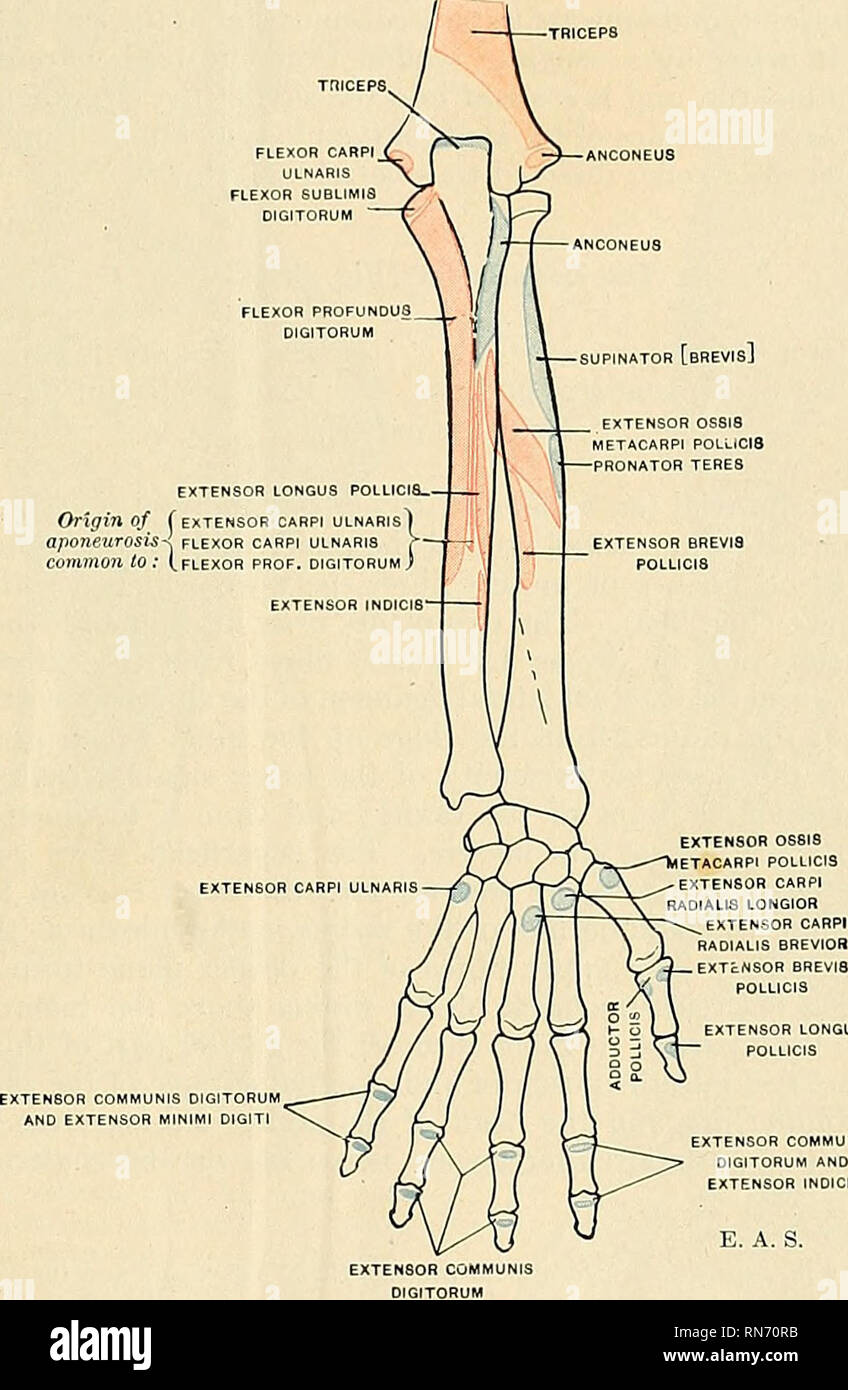 . Anatomie, beschreibende und angewendet werden. Anatomie. Die ...
