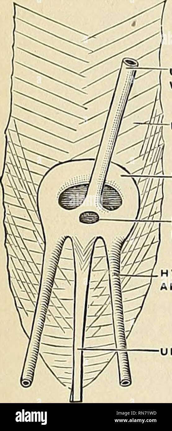 . Anatomie, beschreibende und angewendet werden. Anatomie. 436 die ...